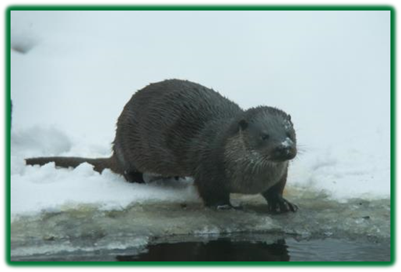 Saukko – Riistakoulu